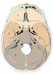 1. étage ou fosse antérieure, 2. étage ou fosse moyenne,