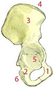 1 Pubis avec les branches horizontale et descendante ; 2. Ischion ; 3 ...